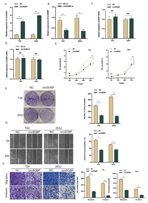 Overexpression Of Circsobp Suppresses Bca Cell Proliferation