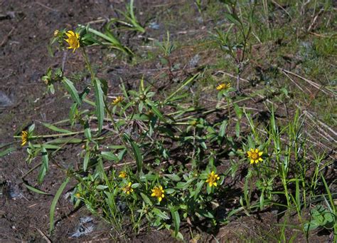 Bident Penché Informations Fleurs Sauvage Du Québec