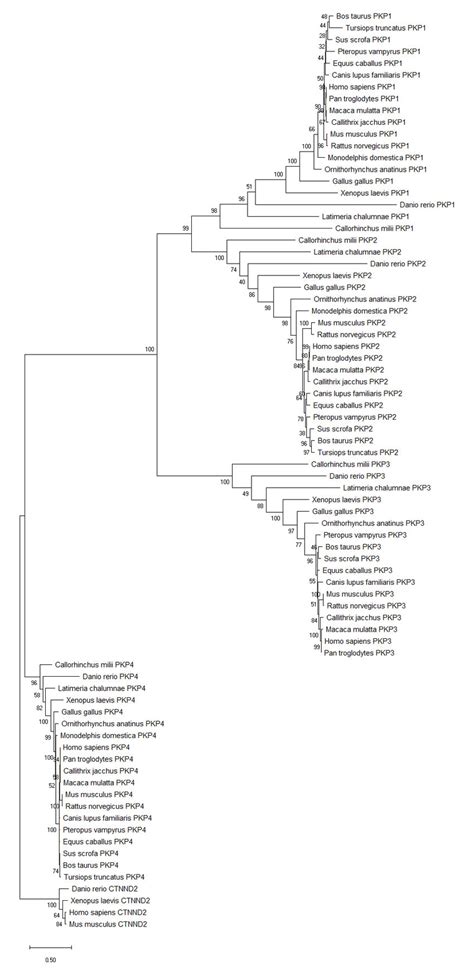 Maximum Likelihood Based Rooted Phylogenetic Tree Of The Protein Download Scientific Diagram
