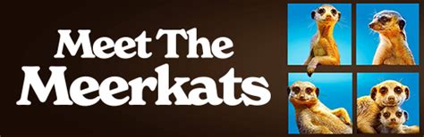 Test Meerkat Meetthemeerkats Wiki Fandom