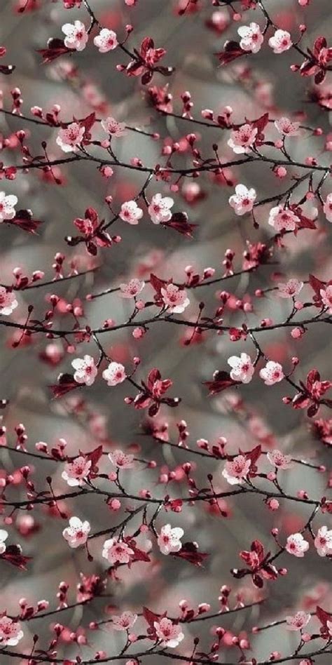 🔥 10 Beautiful Flower Iphone Wallpapers Wallpapersafari