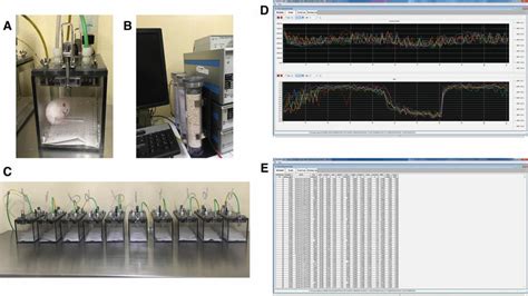 Evaluation Of Substrate Utilization In Mice By Indirect Calorimetry Download Scientific