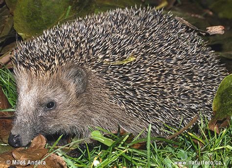 Western Hedgehog Photos Western Hedgehog Images Nature Wildlife