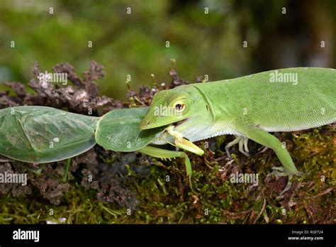 Neotropical Green Lizard Norops Bipocatus With Head Of Leaf Mantis In