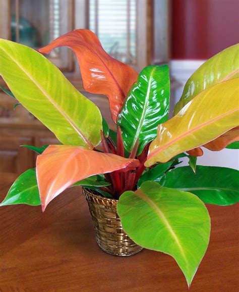 "Prince of Orange" Philodendron | Philodendron plant, Plants, Orange plant