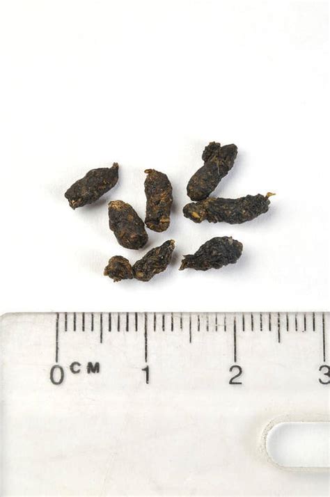 Rat Feces Vs Mouse Feces Corona Dothome Co Kr