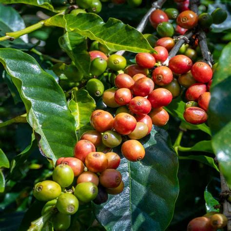 Planting Instructions For Coffee Seeds