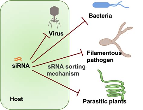 上海交大农生学院侯英楠课题组综述sirna在植物免疫中的重要作用 生物通