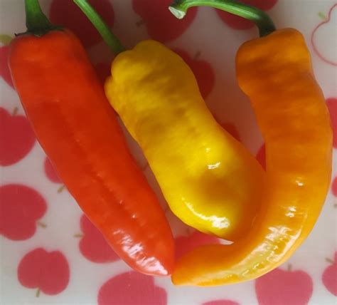 파프리카 바나나 파프리카의 색깔별 효능 보관법 네이버 블로그