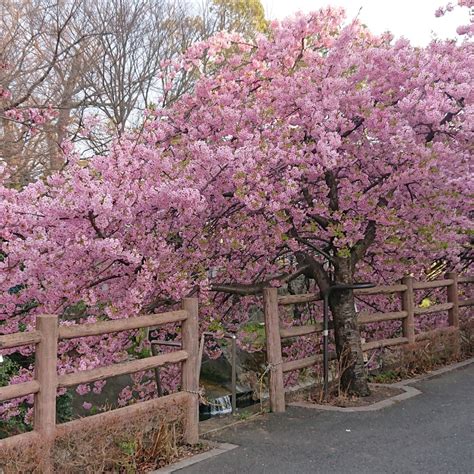 桜が咲いています マリック山北のﾌﾞﾛｸﾞ