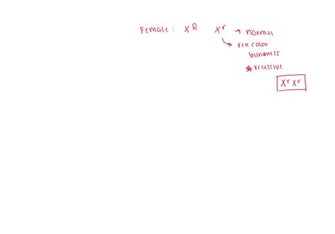 Solved A Human Female Carrier Who Is Heterozygous For The Recessive
