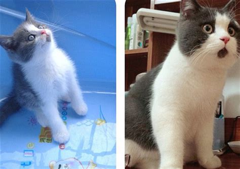猫惊讶脸字脸方形脸适合什么发型大山谷图库