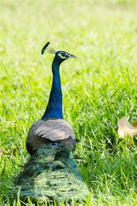 The India Peafowl Is Walking For Food On The Ground Stock Image Image