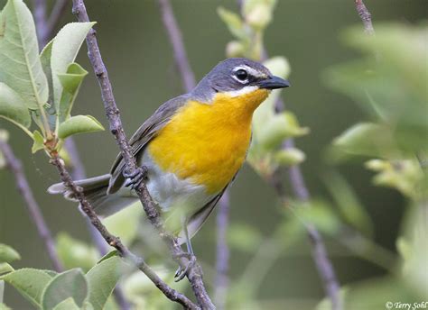 29 Yellow Birds In Maryland Id And Song Guide