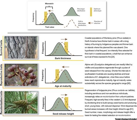 Can Plants Keep Up With Fire Regimes Through Evolution Biodynamos