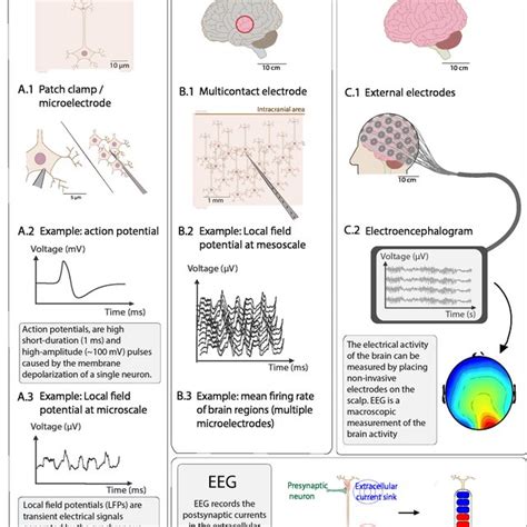 PDF Computational Models In Electroencephalography