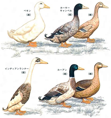 アヒル