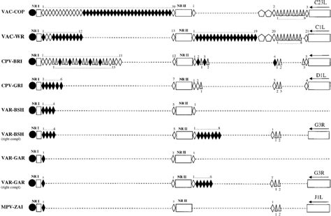 Patterns Of Tandem Repeats Within The ITR Region Of MPV And Other