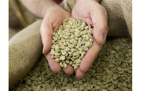 Le ProprietÀ Del CaffÈ Verde