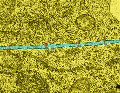 Arabidopsis Plasmodesmata Of Root Cells Stock Image C009 4017