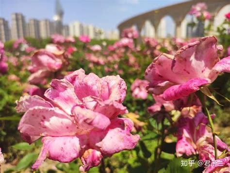 浅谈“知恩图报” 知乎