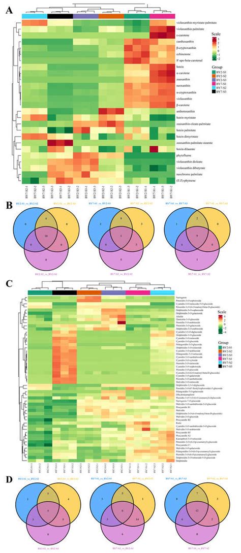 Horticulturae Free Full Text Comparative Metabolomic And Transcriptomic Analysis Reveals
