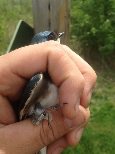Aerial Insectivorous Bird Ecology And Conservation Streams Rivers