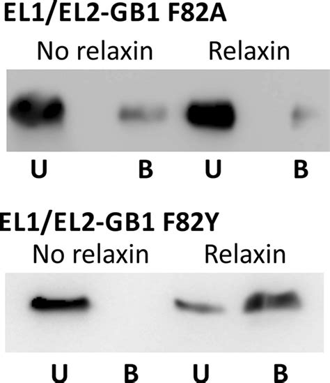 Streptavidin Pulldown Assay To Determine Relaxin Binding To El1el2 Gb1