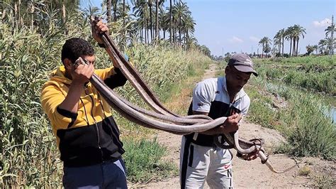 مغامرة لتجميع افاعى الكوبرا من الصيادين مع احمد الدكرونى Youtube