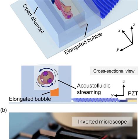Illustration Of Sonorotor A A Schematic Showing Rotational Download Scientific Diagram