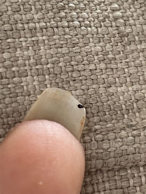 Teeny Tiny Bug R Whatsthisbug