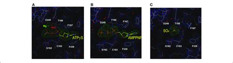 Structure Of The Atp Binding Site In The Various Enzyme Ligand Download Scientific Diagram
