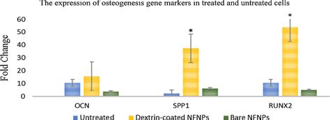 The Expression Of Ocn Spp 1 And Runx 2 Genes In Untreated Wj Msc And Download Scientific