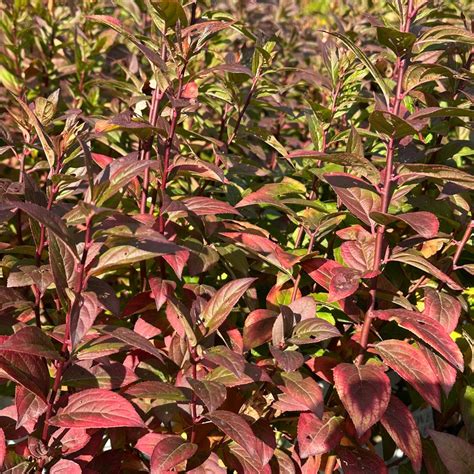 Itea Virginica Fizzy Mizzy® Sweetspire From Pleasant Run Nursery