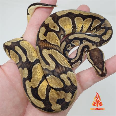 Enchi Dbl Het Dreamsicle Ball Python By Fire Ball Pythons Morphmarket