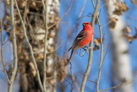 11 Small Birds With Red Breasts Inc Awesome Photos Birds Advice