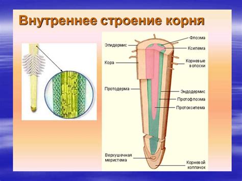 Корень, строение, типы корневой системы, видоизменение корня ...