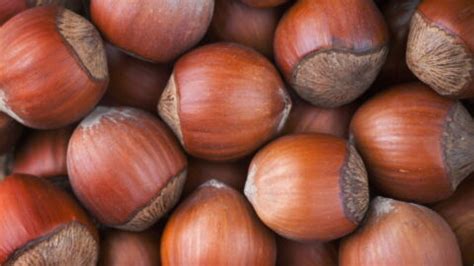 Popular Types Of Nuts Including Pictures