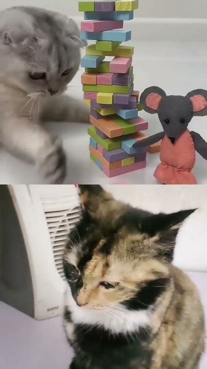 Cat Vedio 🐈 Cat Funny Youtube