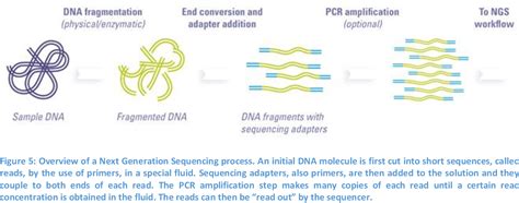 Figure 5 From A Framework For De Novo Mutations Discovery In Next Generation Sequencing Data