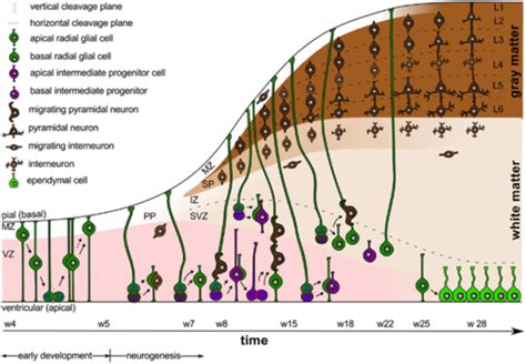 Lecture 8 Neuronal Migration In Cns Development Flashcards Quizlet