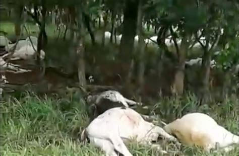 Tempestade De Raios Mata 80 Cabeças De Gado Em Fazenda No Tocantins