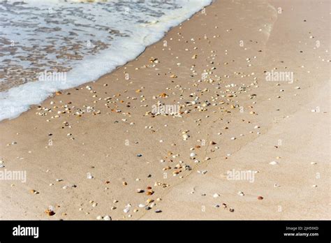 Shells Spread On A Seashore Summer Beach Background Coast Of The Sea