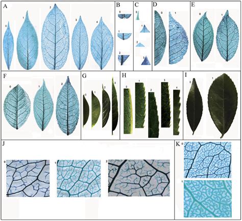 Leaf Architectural Characters And Related Morphological Characters