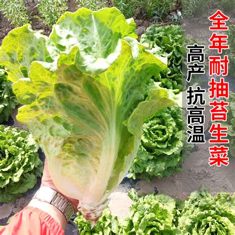 3000种蔬菜名称大全比较冷门的蔬菜名1000种蔬菜名字第7页大山谷图库