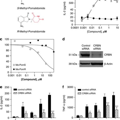 Binding Of Lenalidomide And Pomalidomide To Crbn Within The Crbnddb1