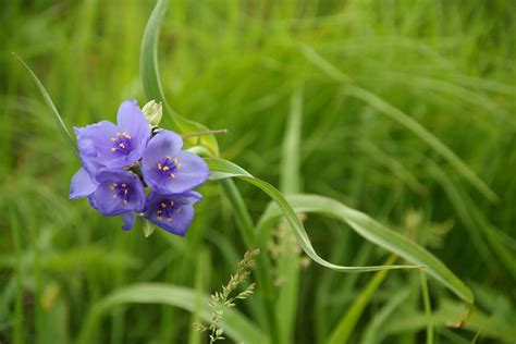 The Creative Native Project The Tallgrass Prairie Preserve Pawhuska Ok