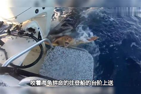 海龟带伤求救，渔网勒住脖子险些窒息。