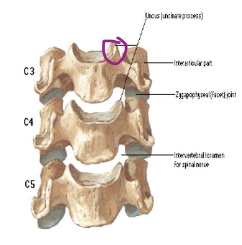 Uncinate Process Vertebra