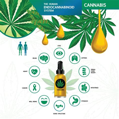Les Bienfaits Du CBD CBD SHOP EasyHerbs